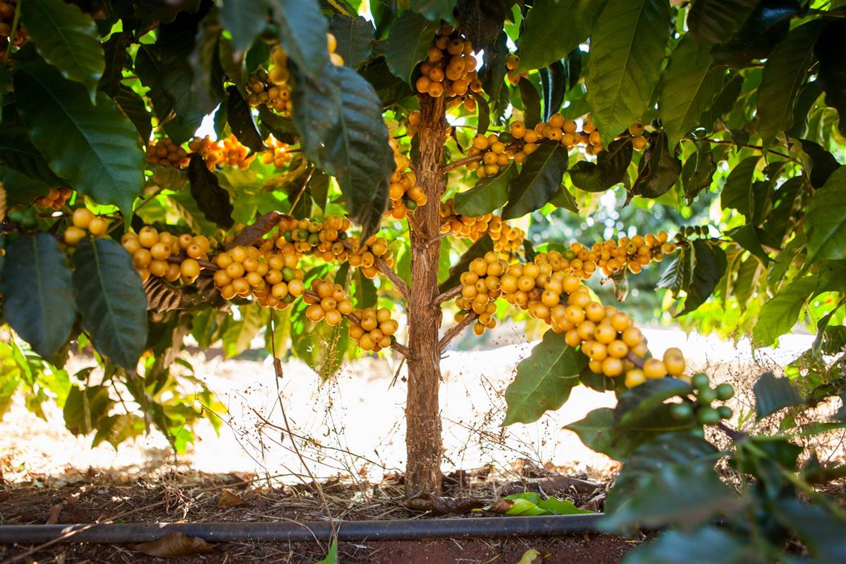 Frutos de café, amarelos e vermelhos no mesmo pé, será o que é? | CaféPoint