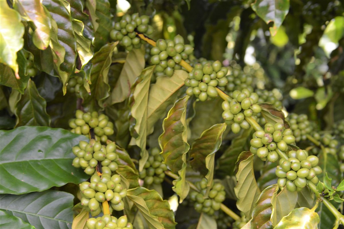 Cafeicultor de Rondônia vence categoria robusta/conilon do Concurso ...